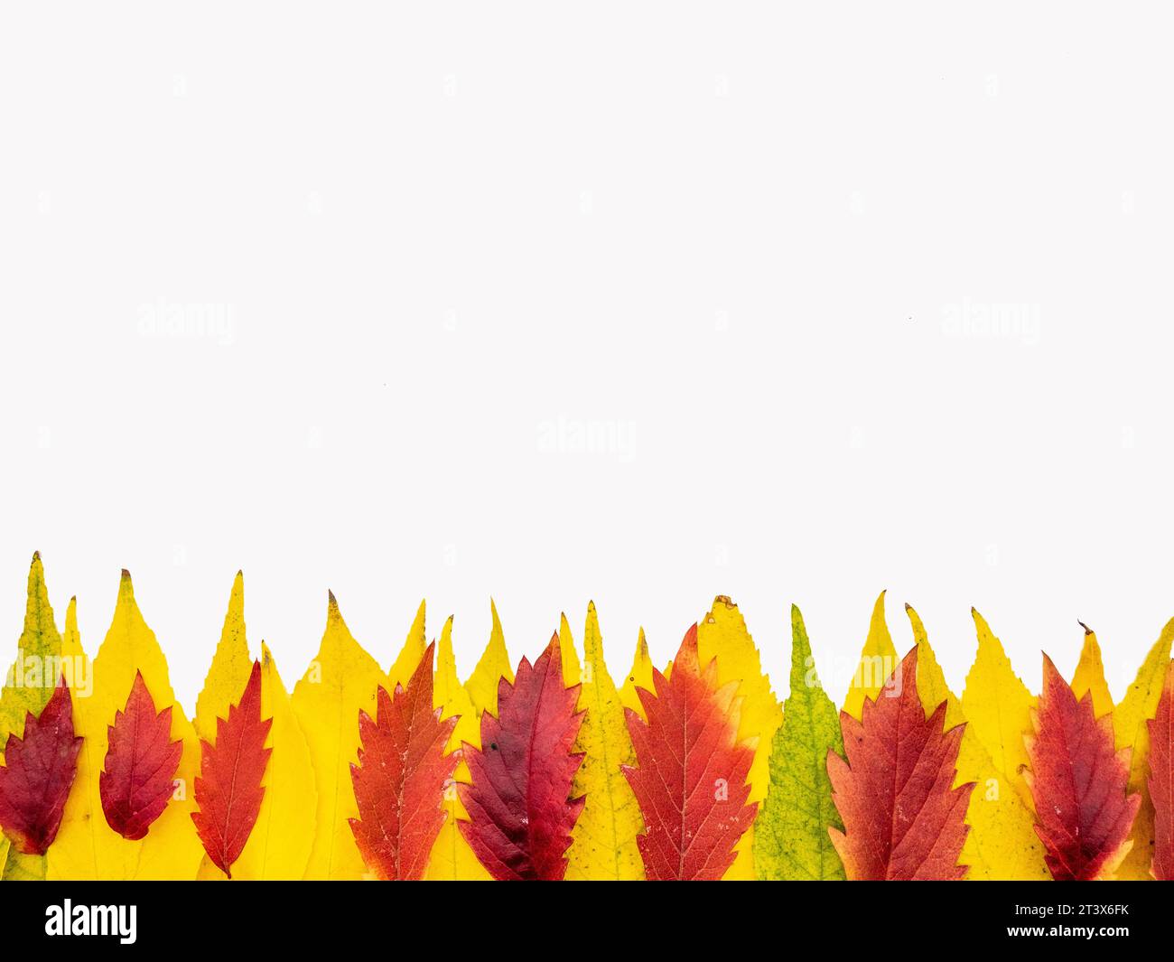 overlay autumn colored leaves aligned on white background concept with ...
