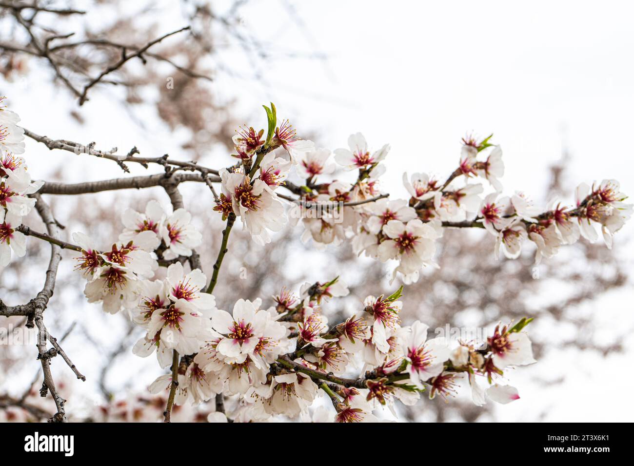 Almond tree blooming hi-res stock photography and images - Alamy
