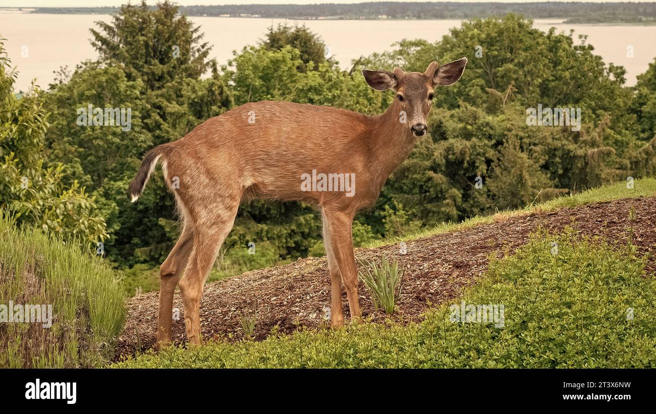 whitetail animal fallow. whitetail animal brown color. photo of ...