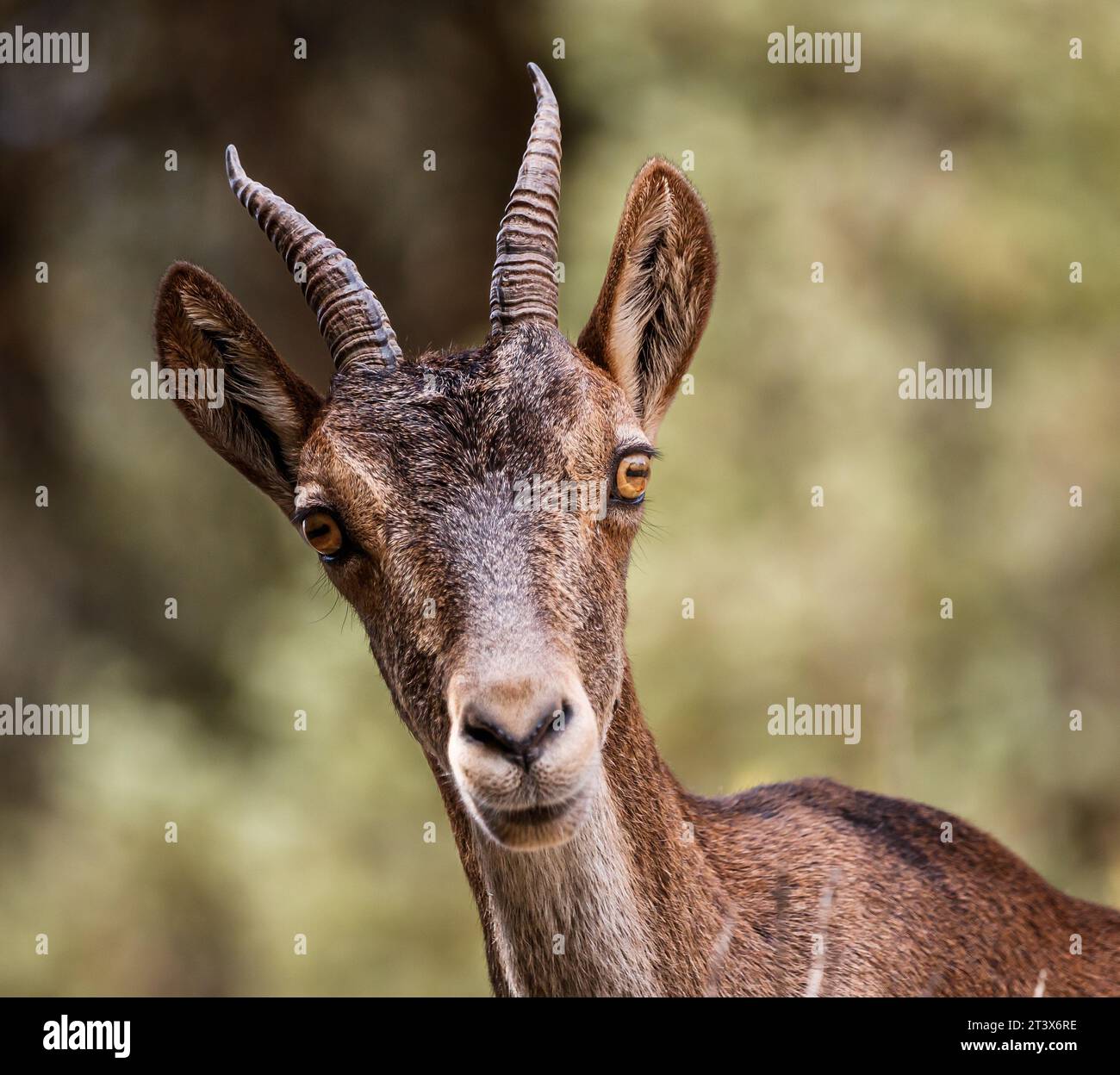 Cuesta cabras hi-res stock photography and images - Alamy