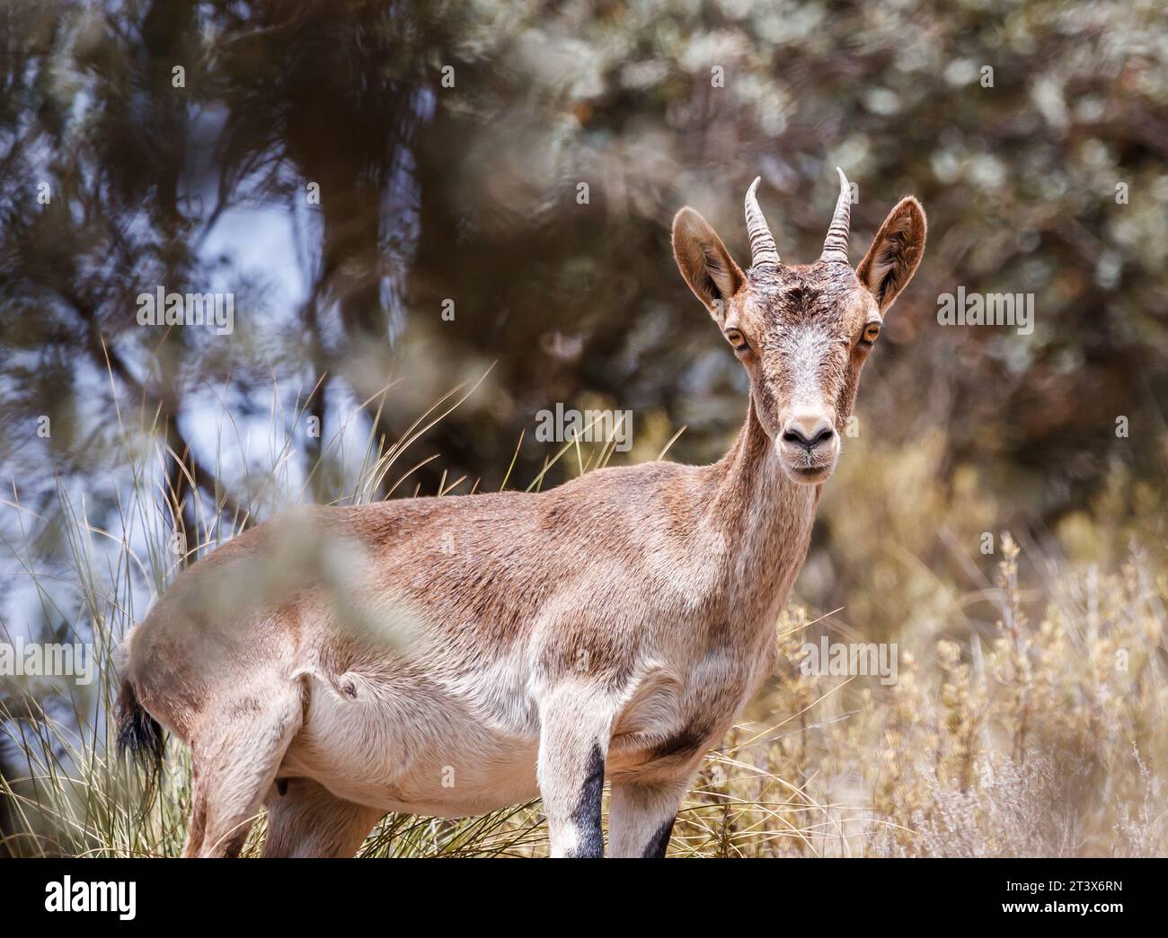 Cabra goat hi-res stock photography and images - Alamy
