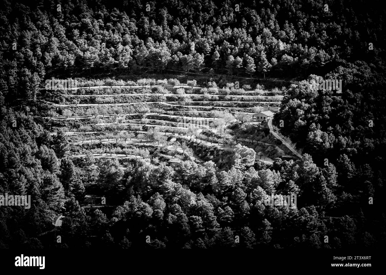 Terraces deep in the forest Stock Photo - Alamy
