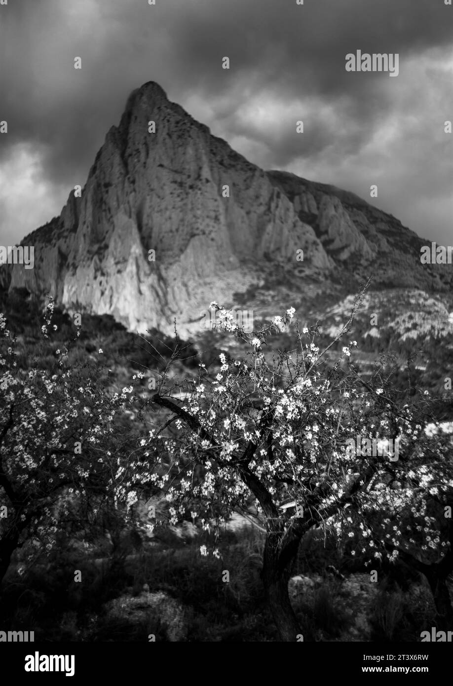 Almedros hi-res stock photography and images - Alamy