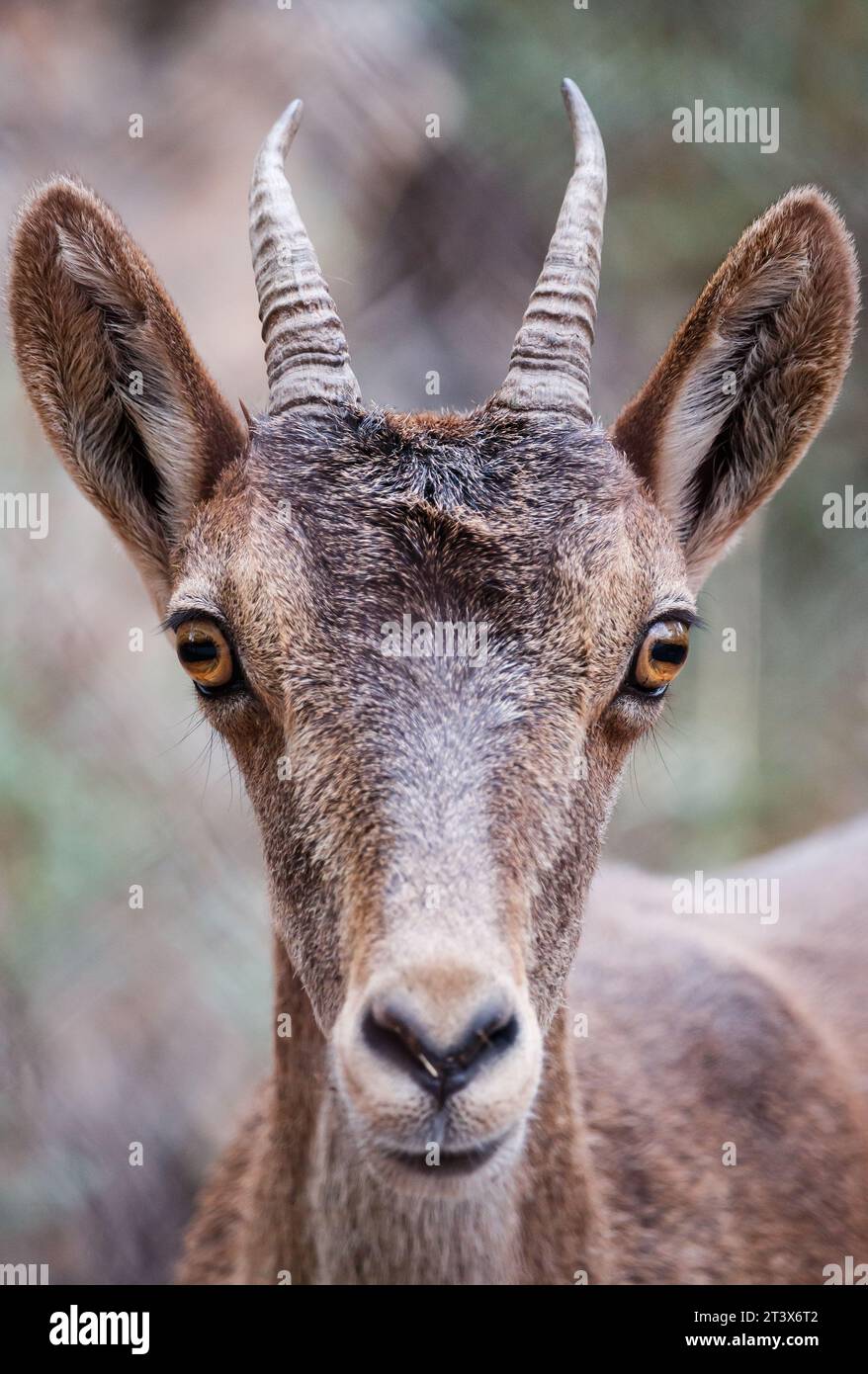 Close up goat outdoors hi-res stock photography and images - Alamy