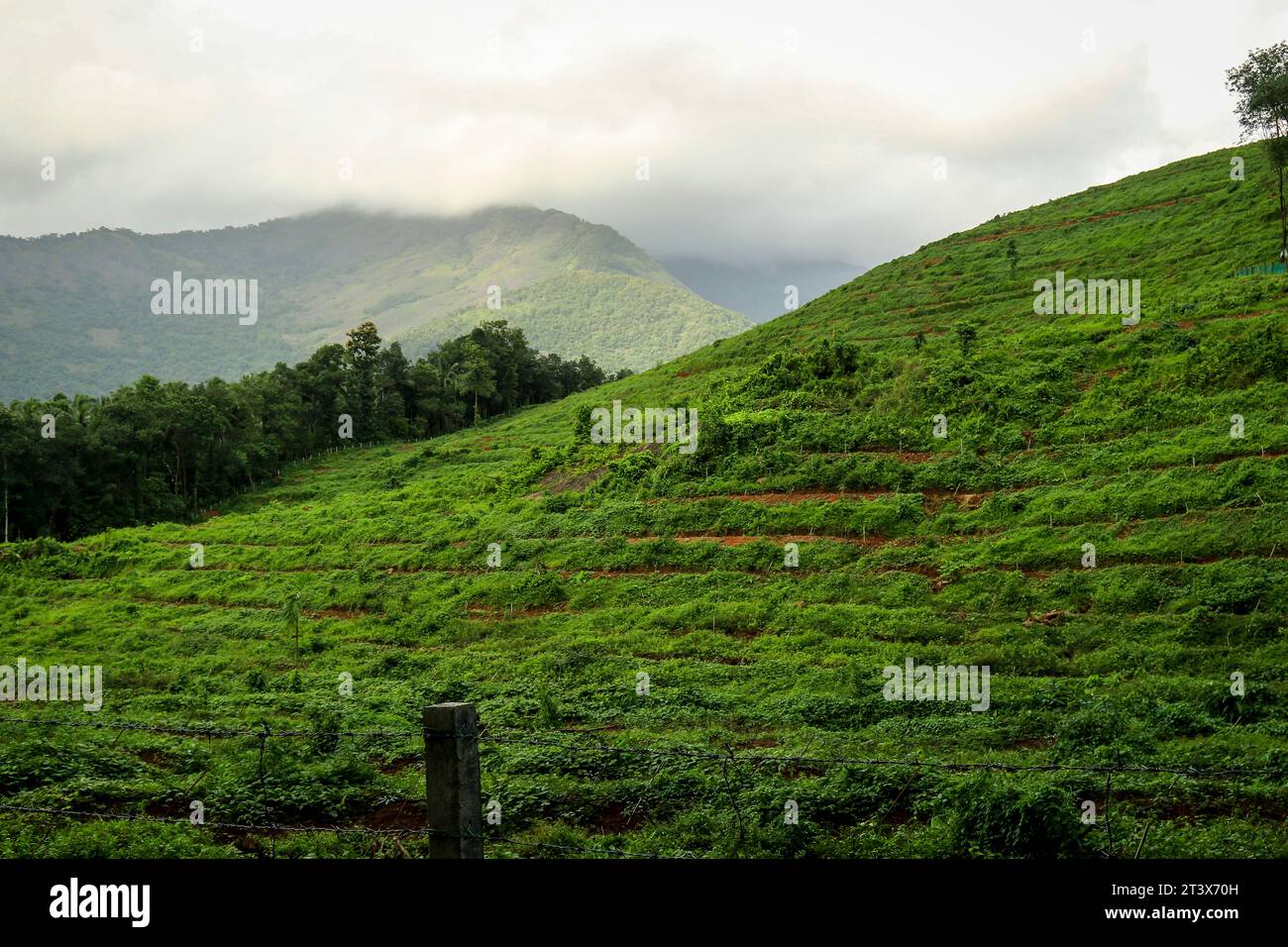 Beautiful nature scenery click from Wayanad Kerala Stock Photo - Alamy