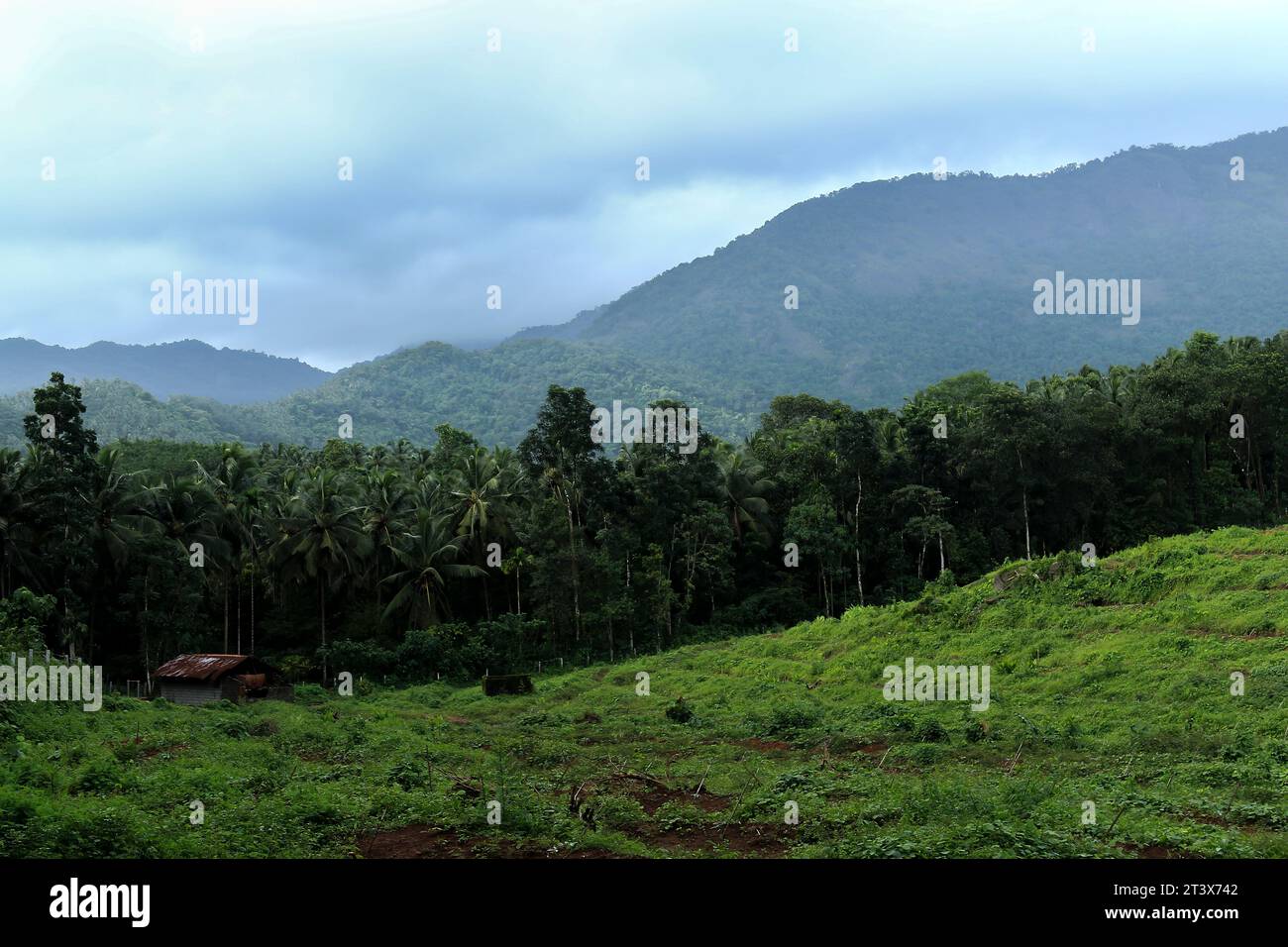 Beautiful nature scenery click from Wayanad Kerala Stock Photo - Alamy