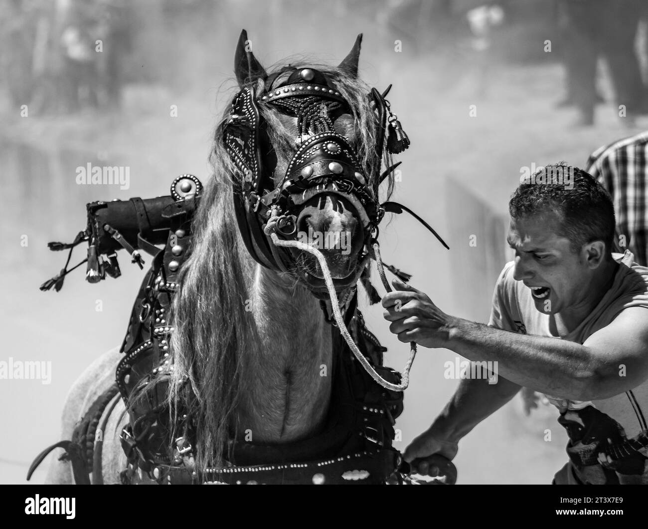 young man guides the horse Stock Photo - Alamy