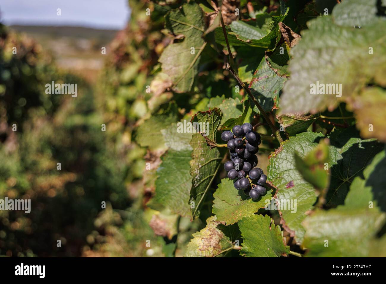 Fresh grapes on a grapevine at a vineyard in Burgundy, France Stock ...