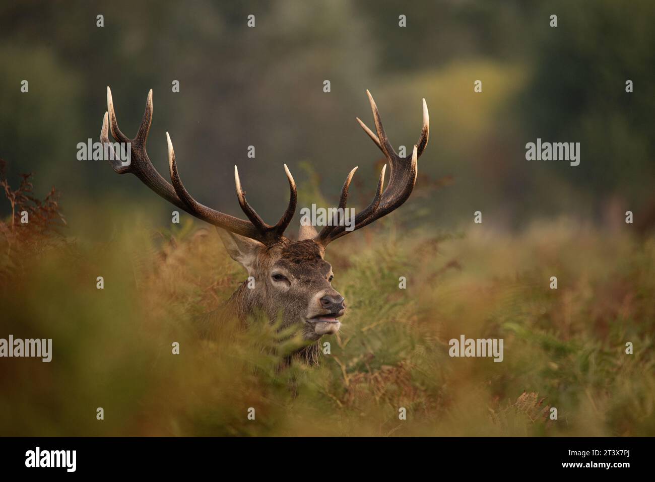 Red deer stag protecting its mates LONDON ETHEREAL images show a Royal ...