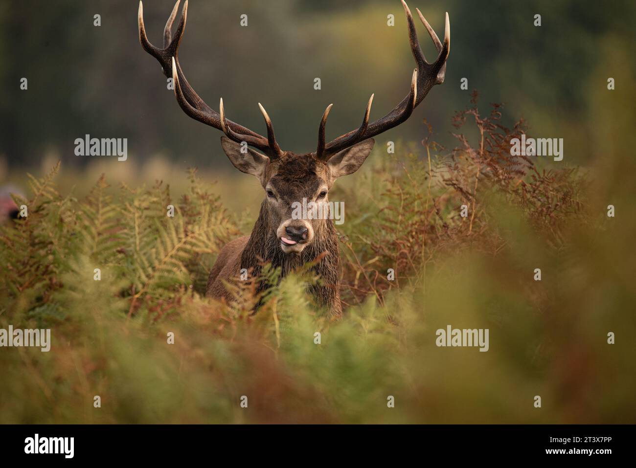 The stag during rut season LONDON ETHEREAL images show a Royal Red deer ...