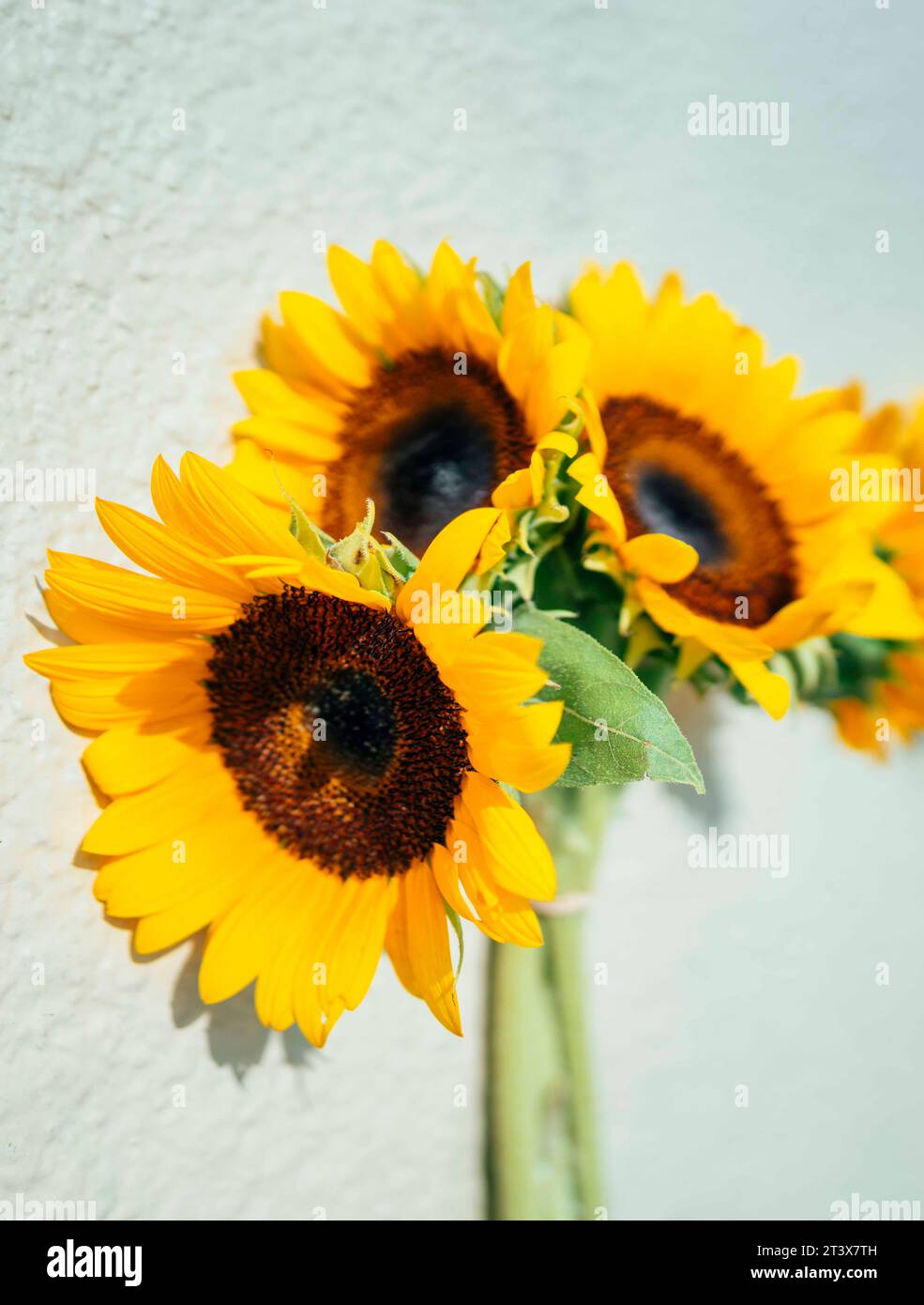 sunflowers color yellow nature miami Stock Photo - Alamy