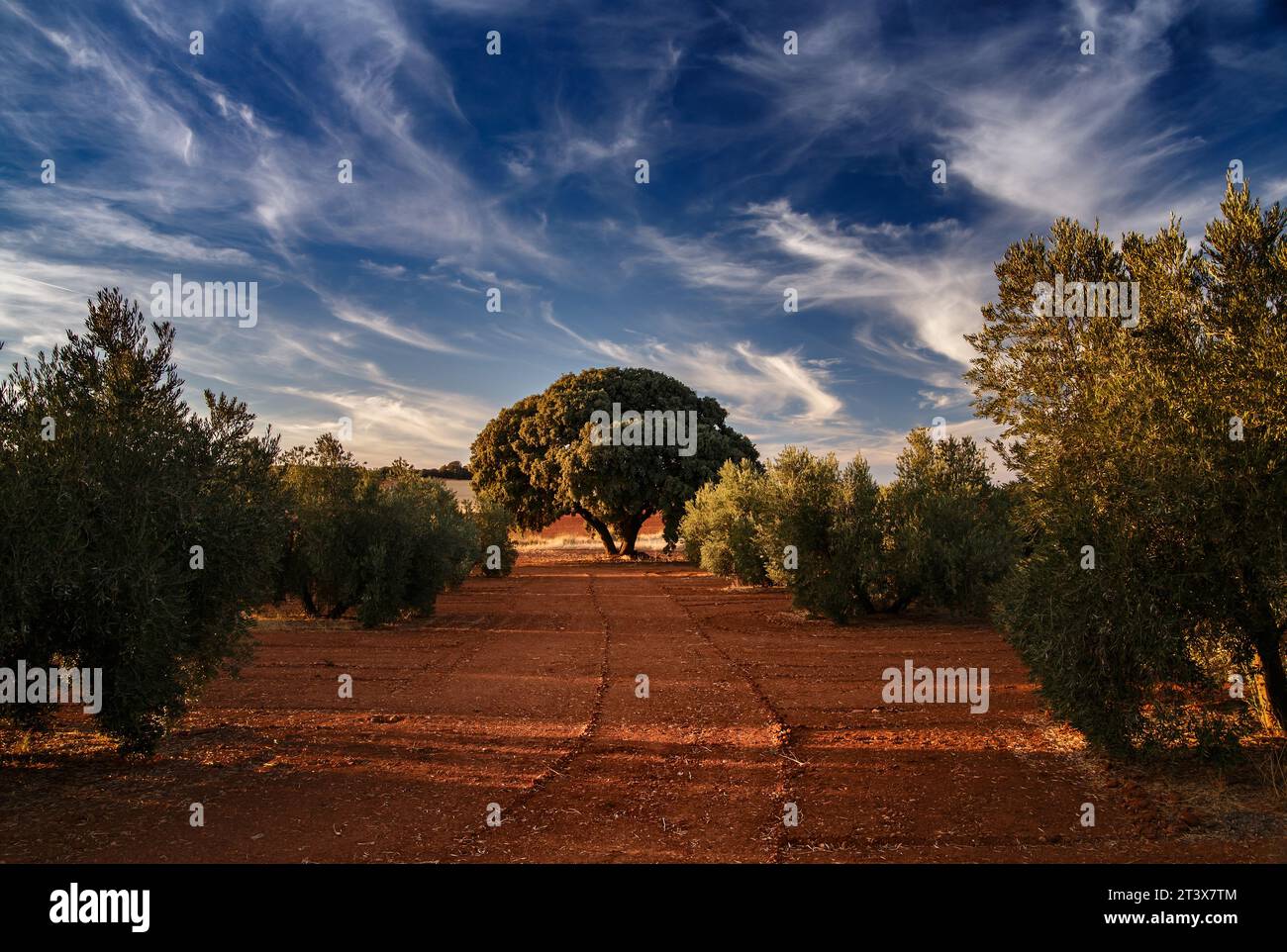 field of olive trees with oak in the background Stock Photo - Alamy