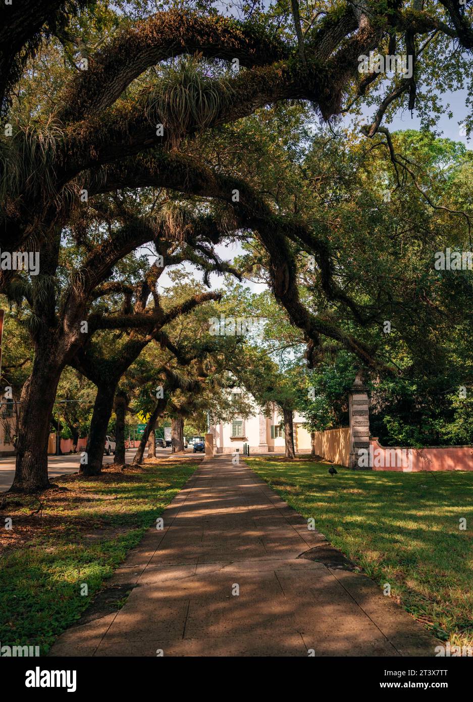 trees nature coral gables Florida Stock Photo - Alamy
