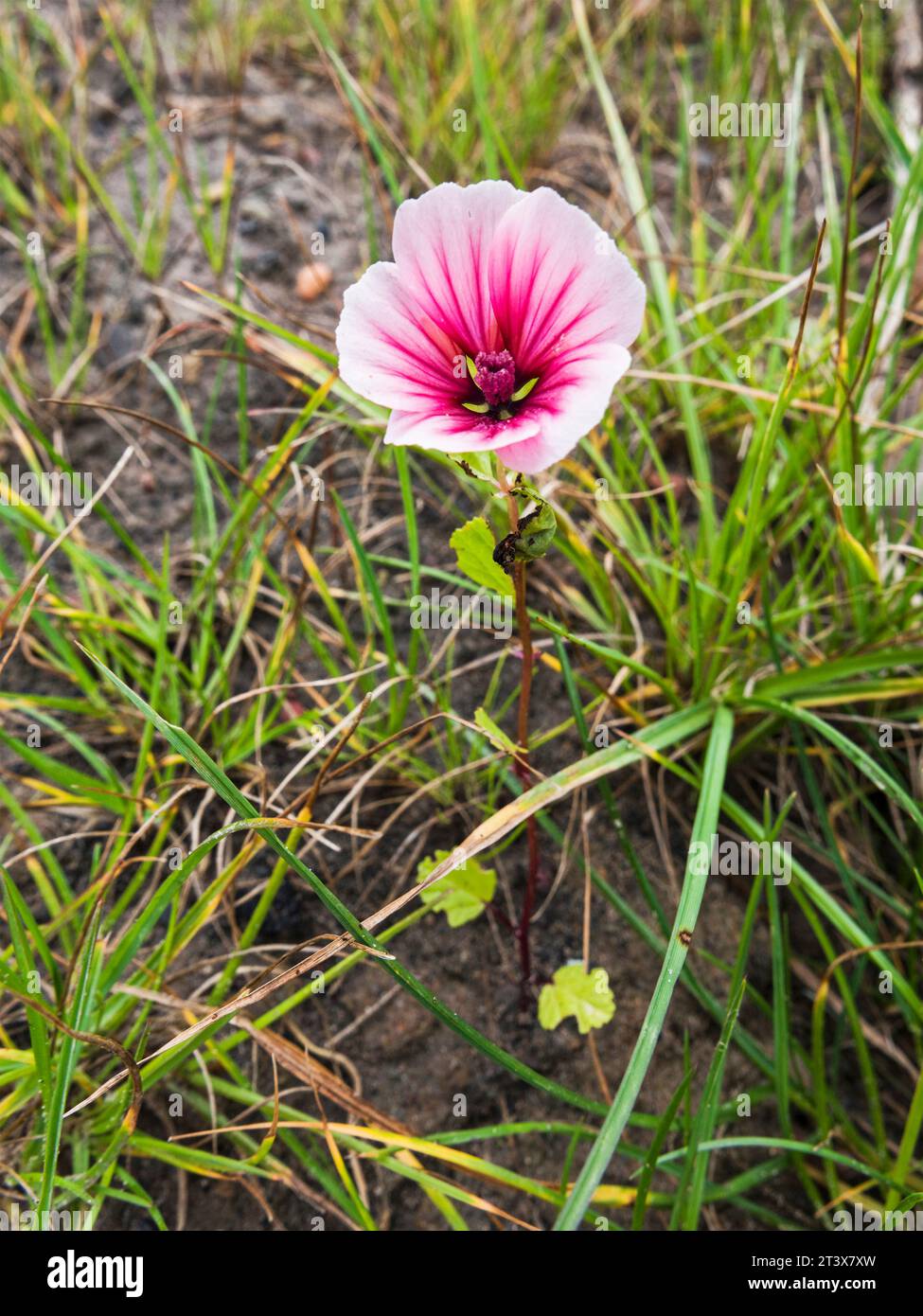 Common Mallow flower, Malva sylvestris growing at Cambois ...