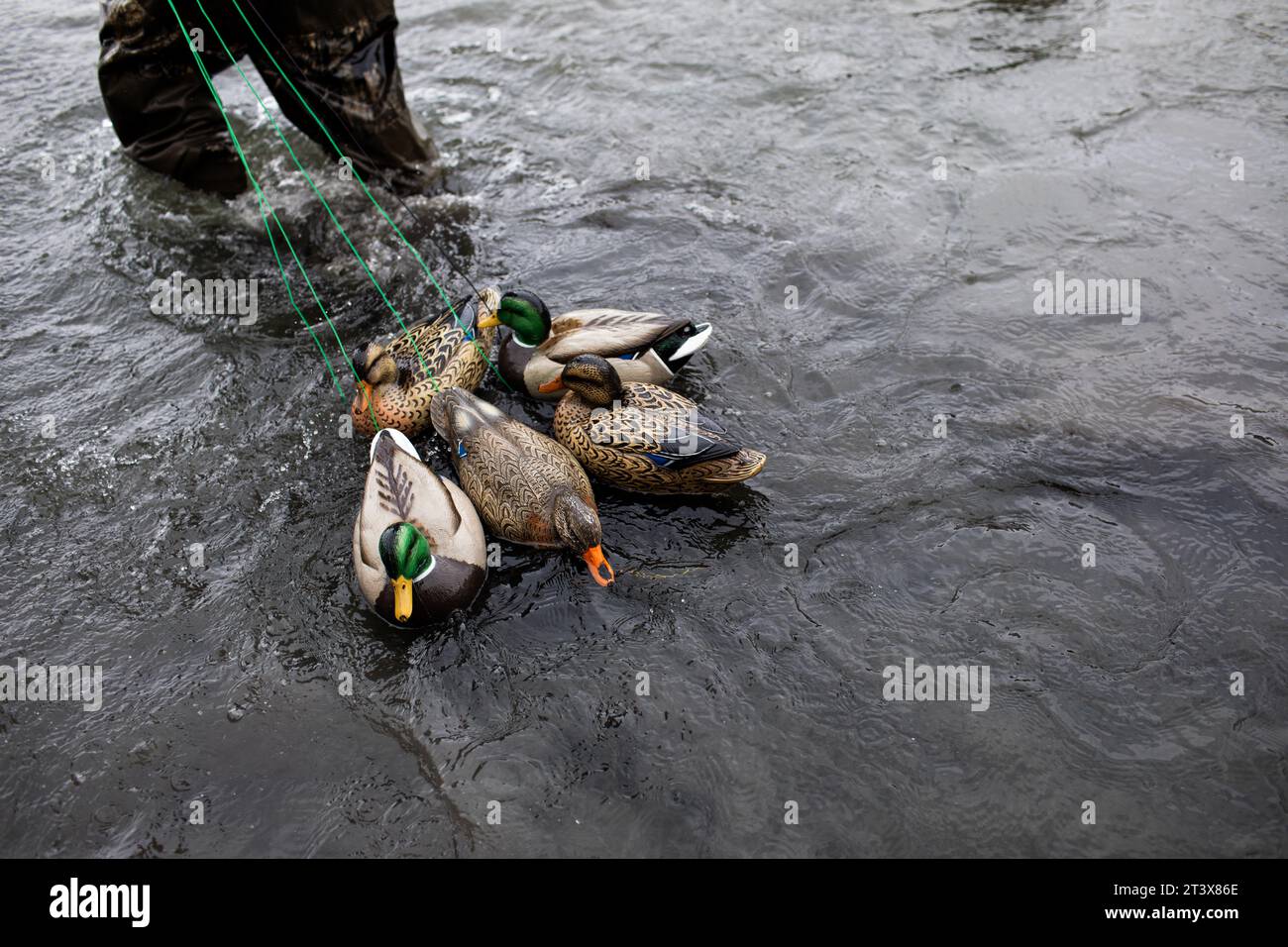 Pulling decoys hi-res stock photography and images - Alamy