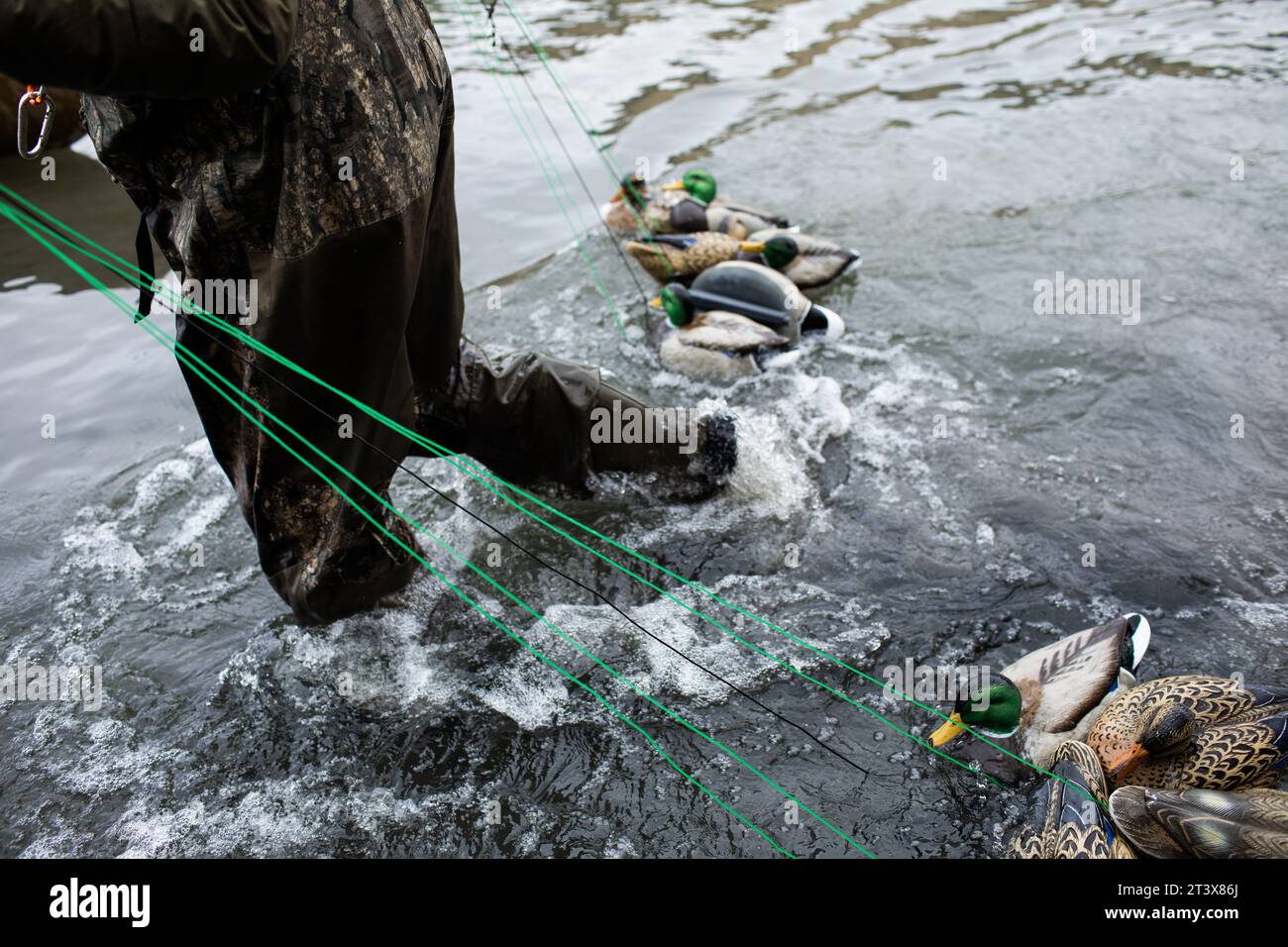Close-up of hunter in waders pulling decoys to canoe in river Stock ...