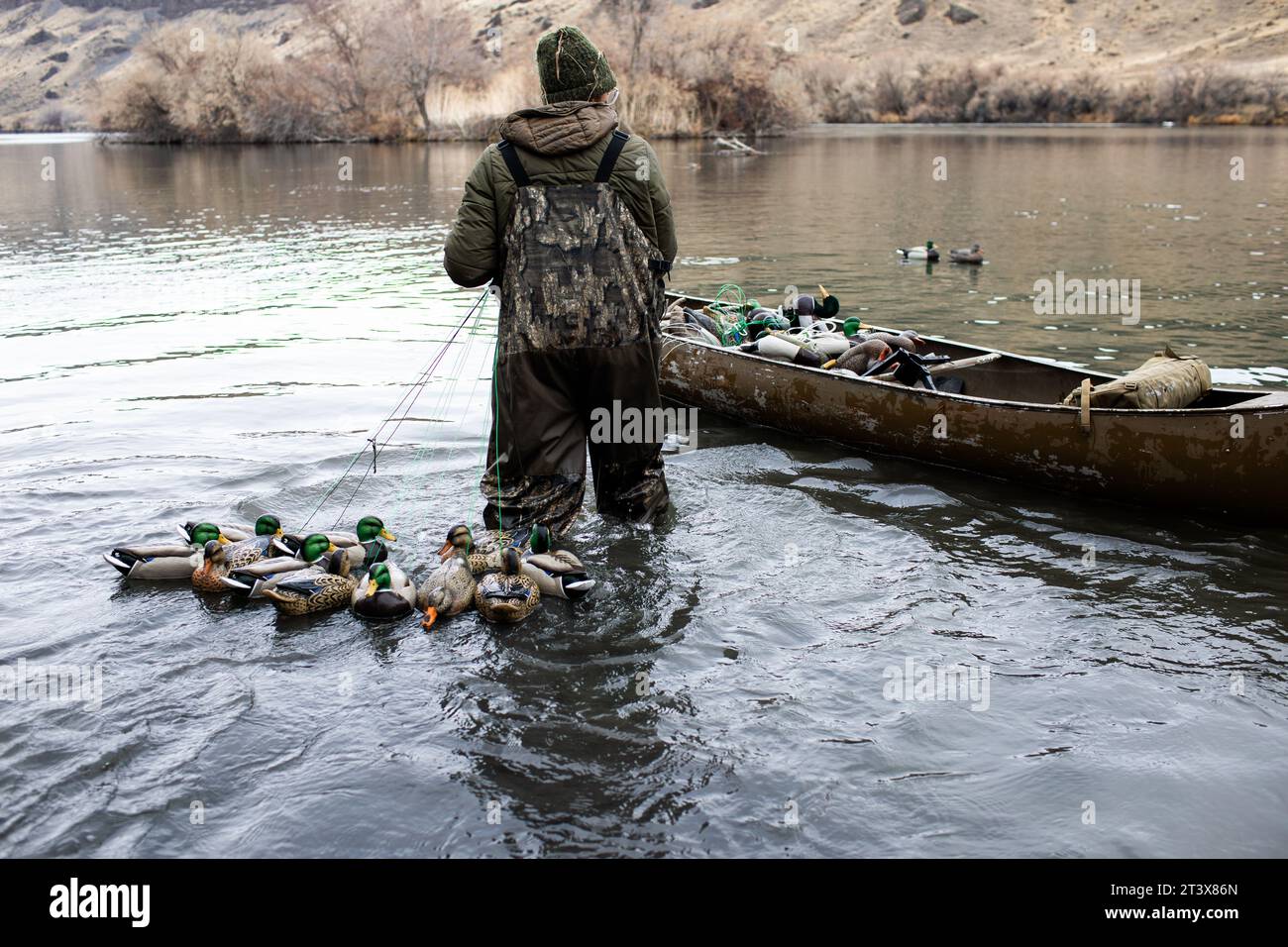 winter duck hunter in waders pulling decoys to his canoe on river Stock ...