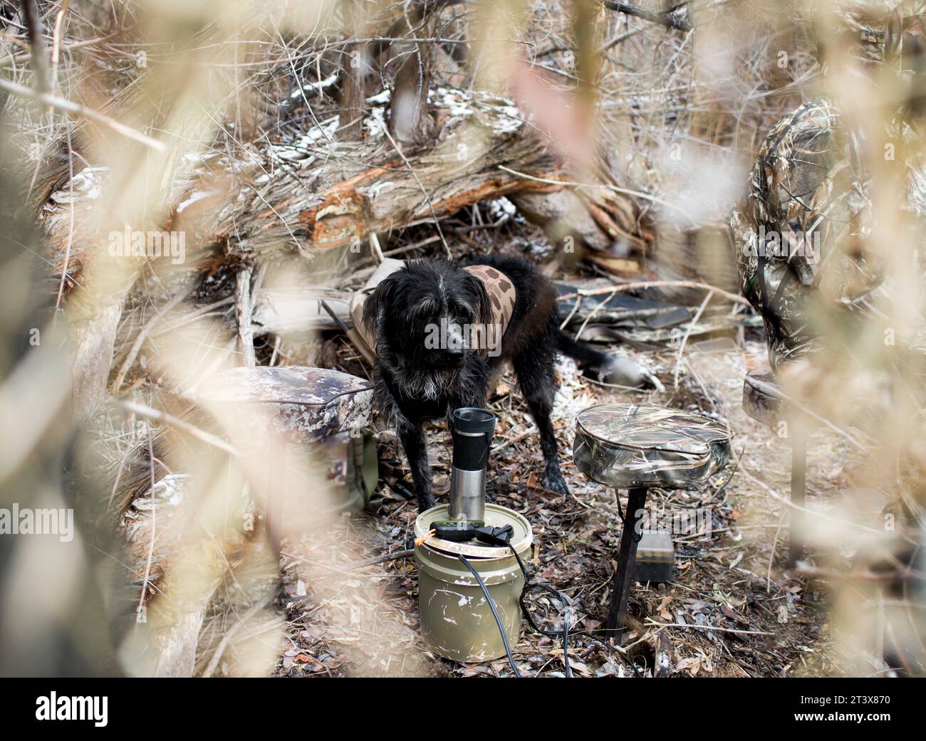 German Wirehaired Pointer in camo watches from duck blind Stock Photo ...