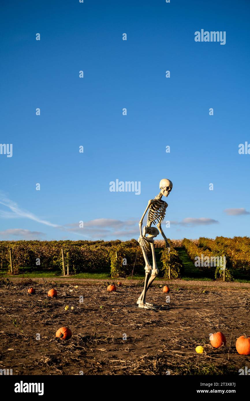 Side View of Tall Skeleton Statue in Middle of Pumpkin Patch Stock ...