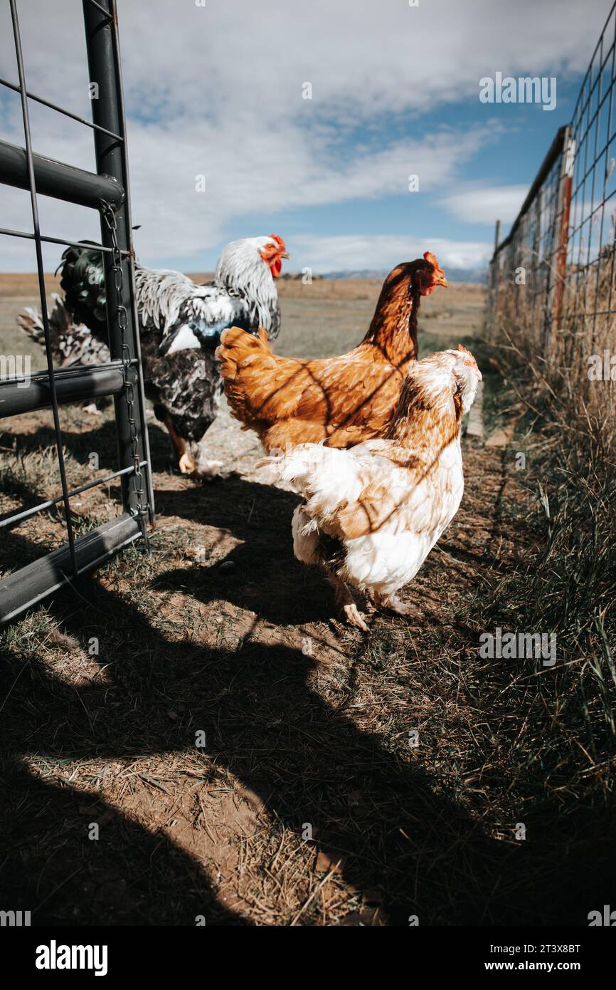 Adventure companions hi-res stock photography and images - Alamy