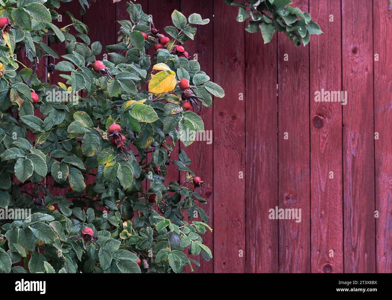 Porvoo summer rose hi-res stock photography and images - Alamy