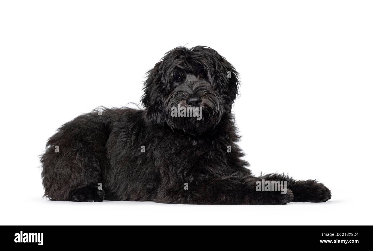 Gorgeous young black Labradoodle dog, laying down side ways. Looking ...
