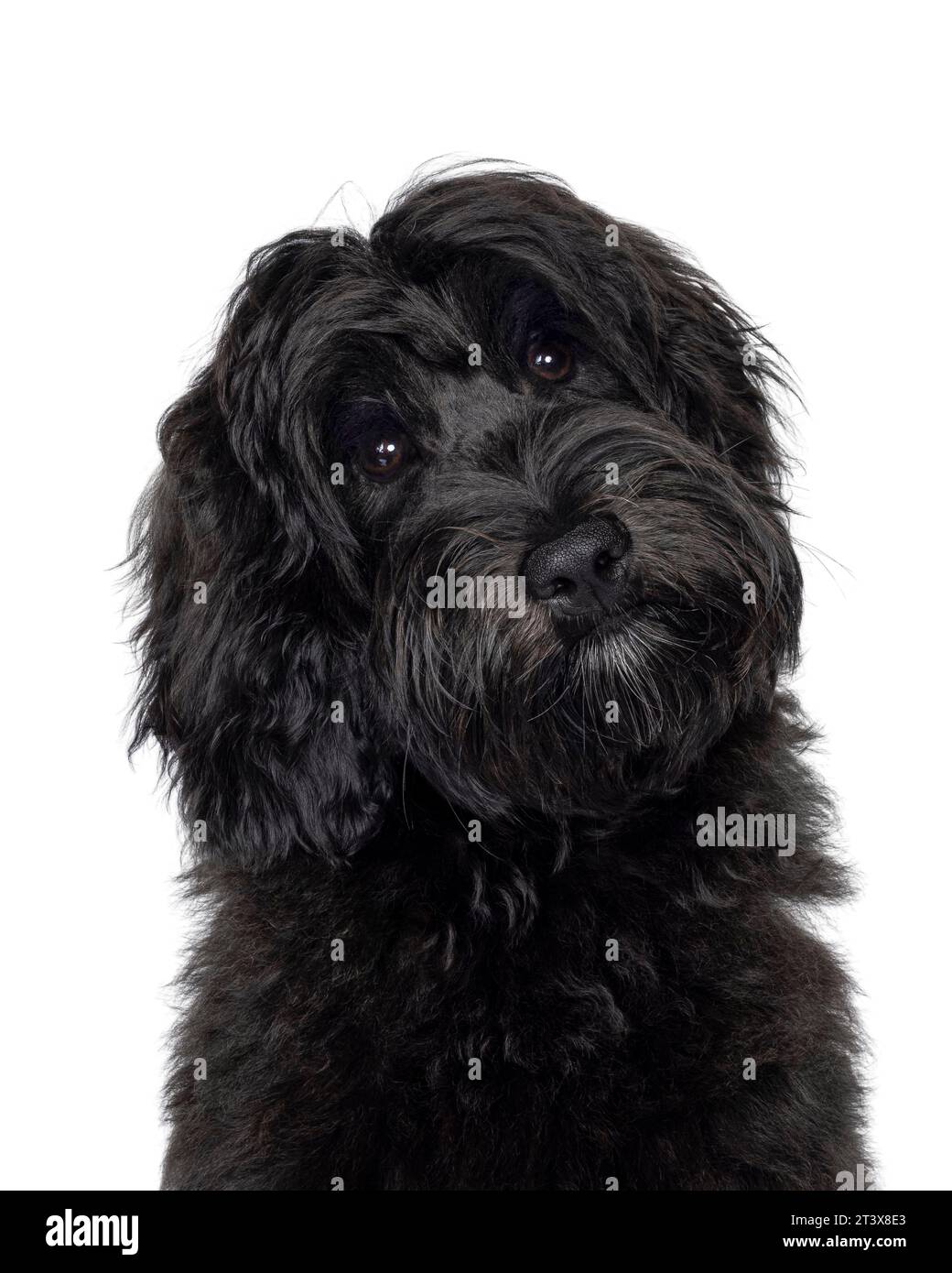 Head shot of gorgeous young black Labradoodle dog, sitting up facing ...