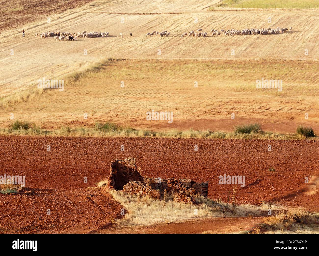 the shepherdess returning to the corral Stock Photo - Alamy