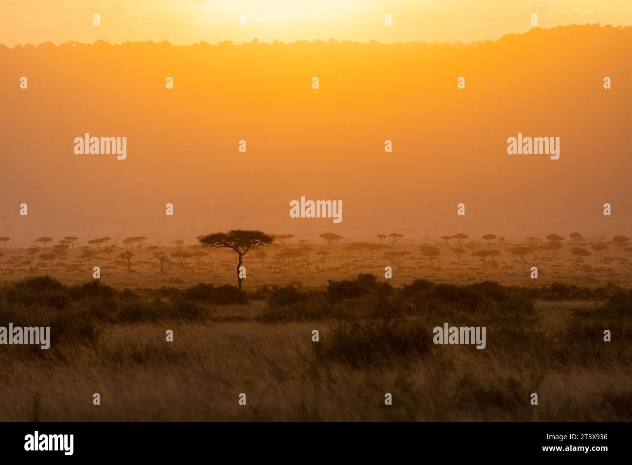 Beautiful scenery of the Mara Triangle in Kenya Stock Photo - Alamy