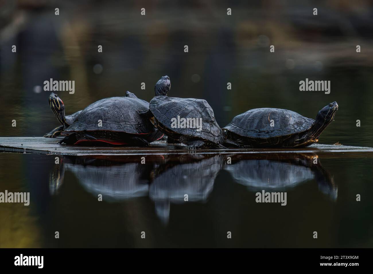 Four Red Eared Slider Turtles in lake Stock Photo - Alamy