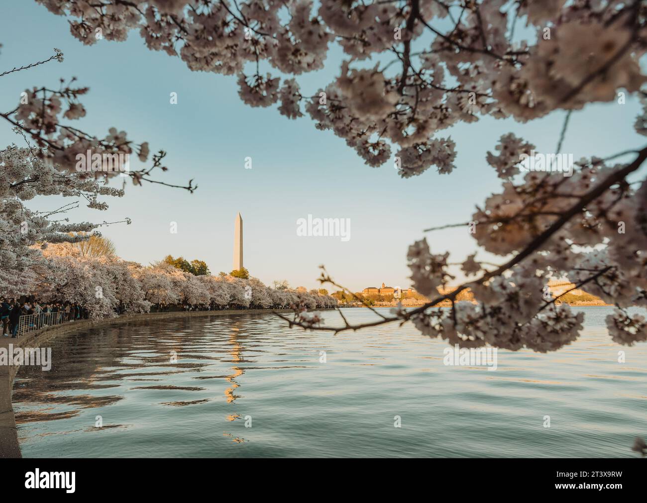 Washington Monument with Cherry Blossoms Stock Photo - Alamy