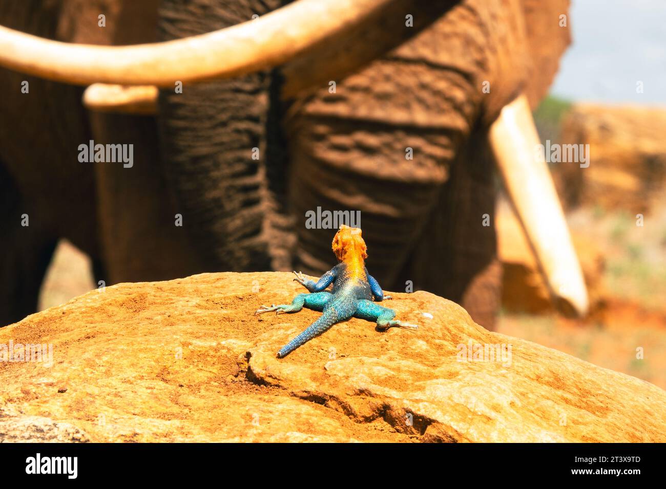 Front face of lizard hi-res stock photography and images - Alamy