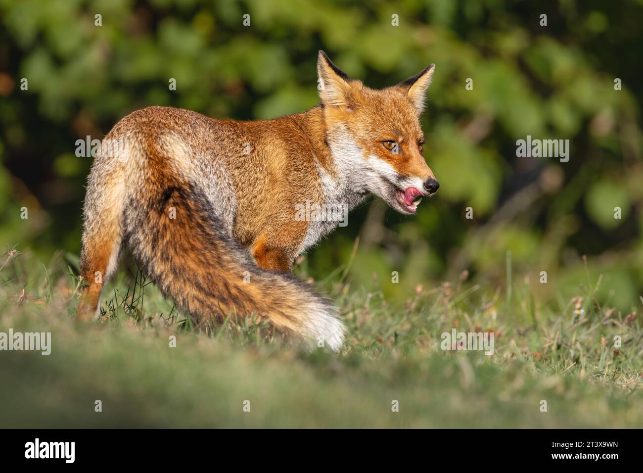 The red fox and the shades of autumn Stock Photo - Alamy