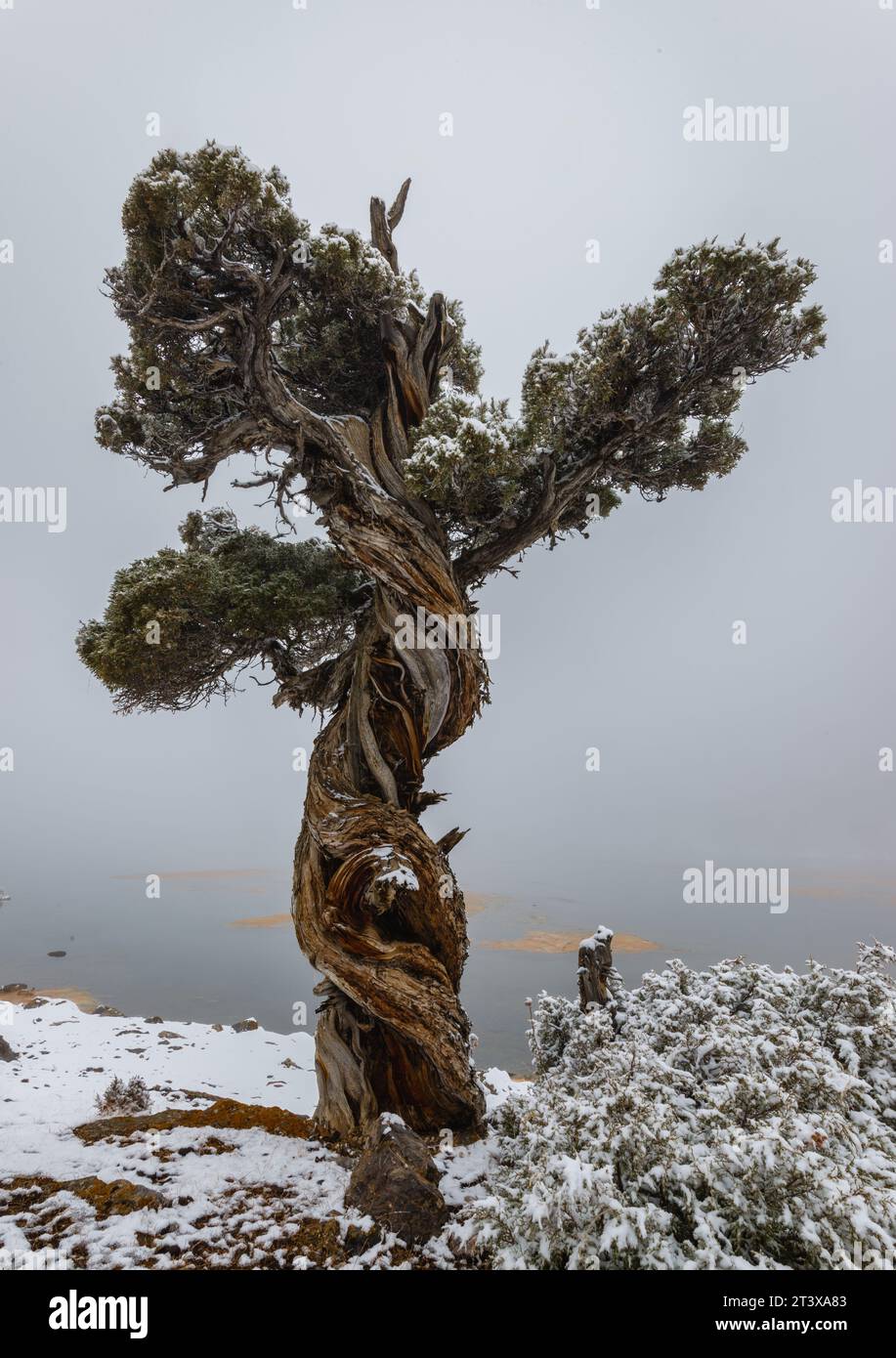 Twisted juniper tree in Kulikalon. Fann mountains, Tajikistan Stock ...