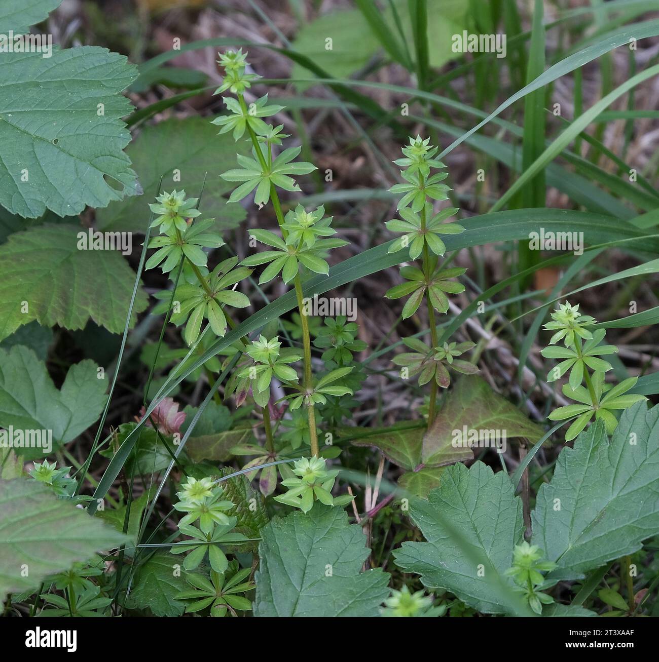 A large variety of small plants. Shot in forests and parks during all ...
