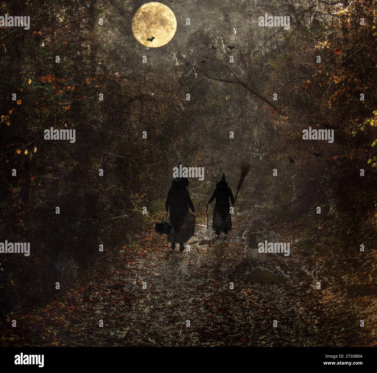 Halloween concept. Two witches in misty, spooky woodland, with besom ...