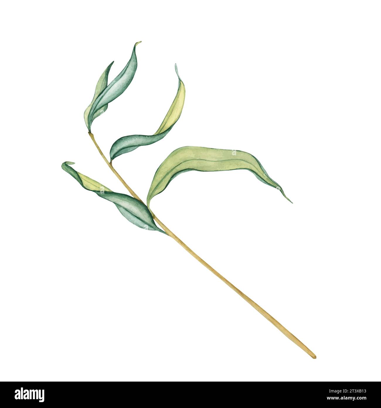 Vector illustration fresh foliage weeping willow tree. Simple tree ...