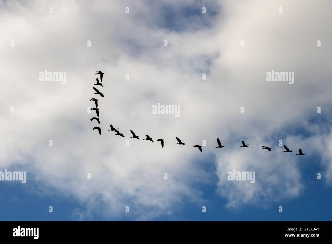 Wedge of wild geese in V formation flying South over Edinburgh Scotland ...