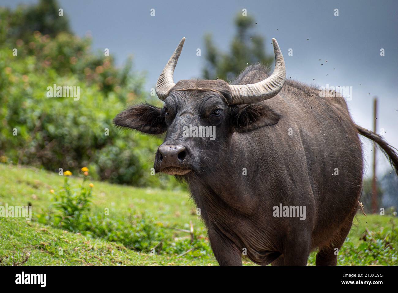 A picture of an Indian water buffallo walking in a cloudy day Stock ...