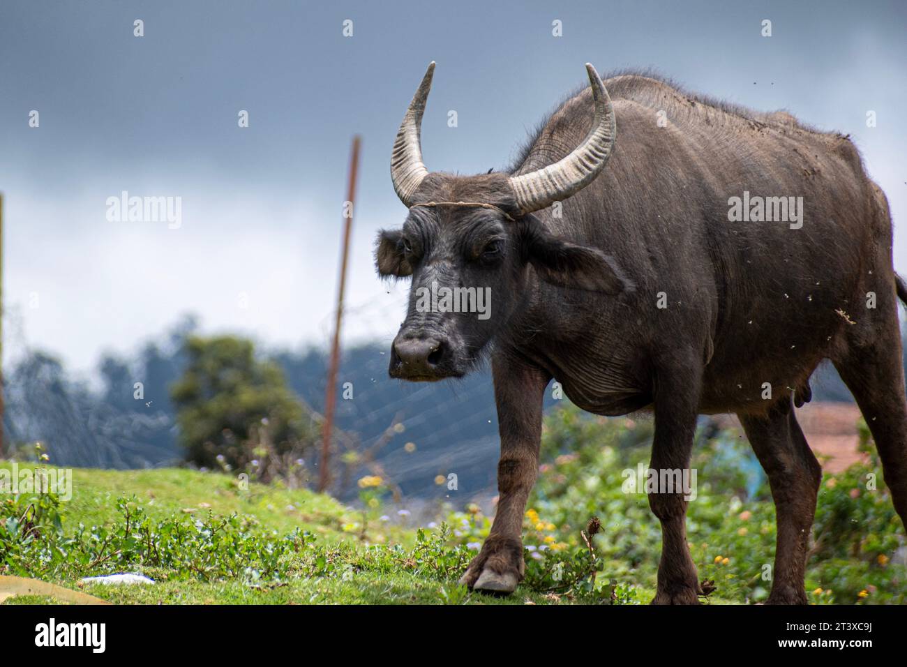 A picture of an Indian water buffallo walking in a cloudy day Stock ...