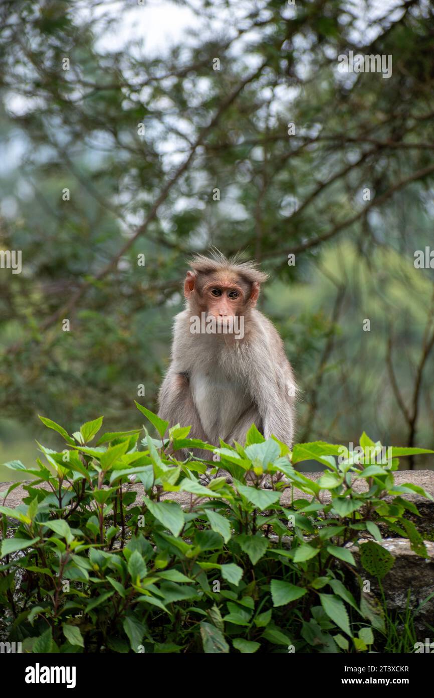 A picture of Rhesus Monkey (Rhesus Macaque) with a missing hand Stock ...