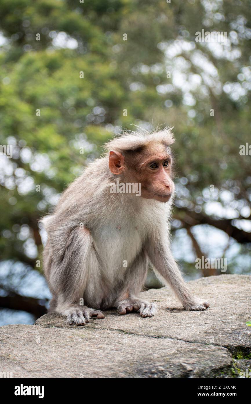 A picture of Rhesus Monkey (Rhesus Macaque) with a missing hand Stock ...