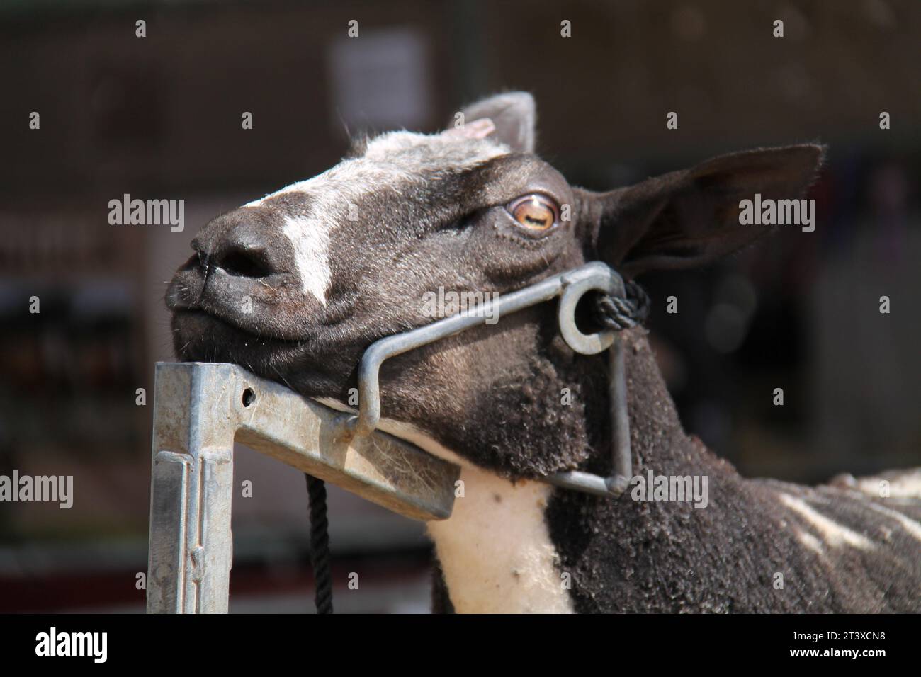 Restraint restraining hi-res stock photography and images - Alamy