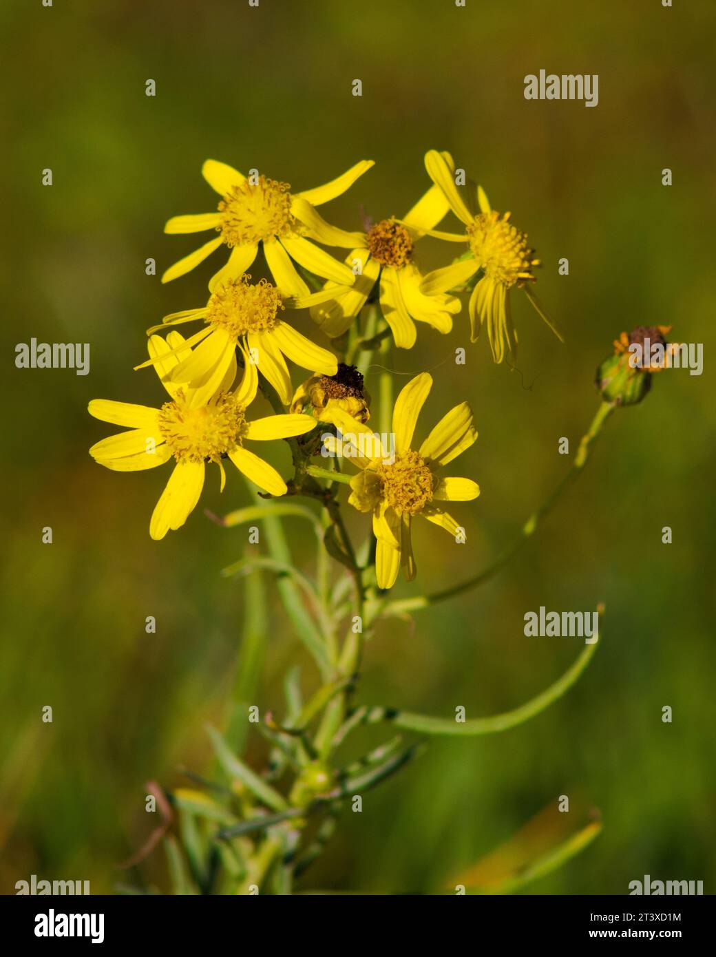 Yellow Senecio Inaequidens flowers in front of a green field Stock ...