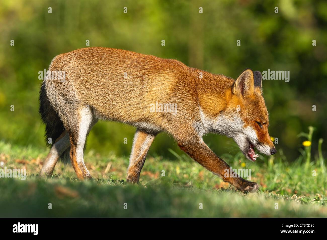 The red fox and the shades of autumn Stock Photo - Alamy