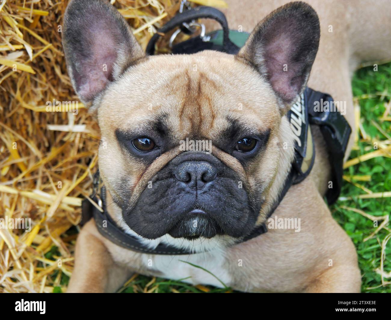 Frenchie photography hi-res stock photography and images - Alamy