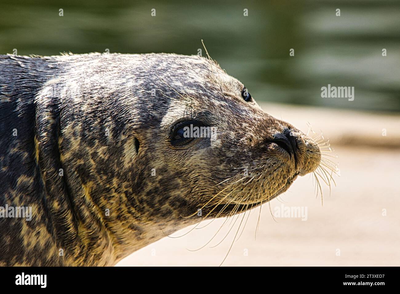 Summer vacation seal hi-res stock photography and images - Alamy