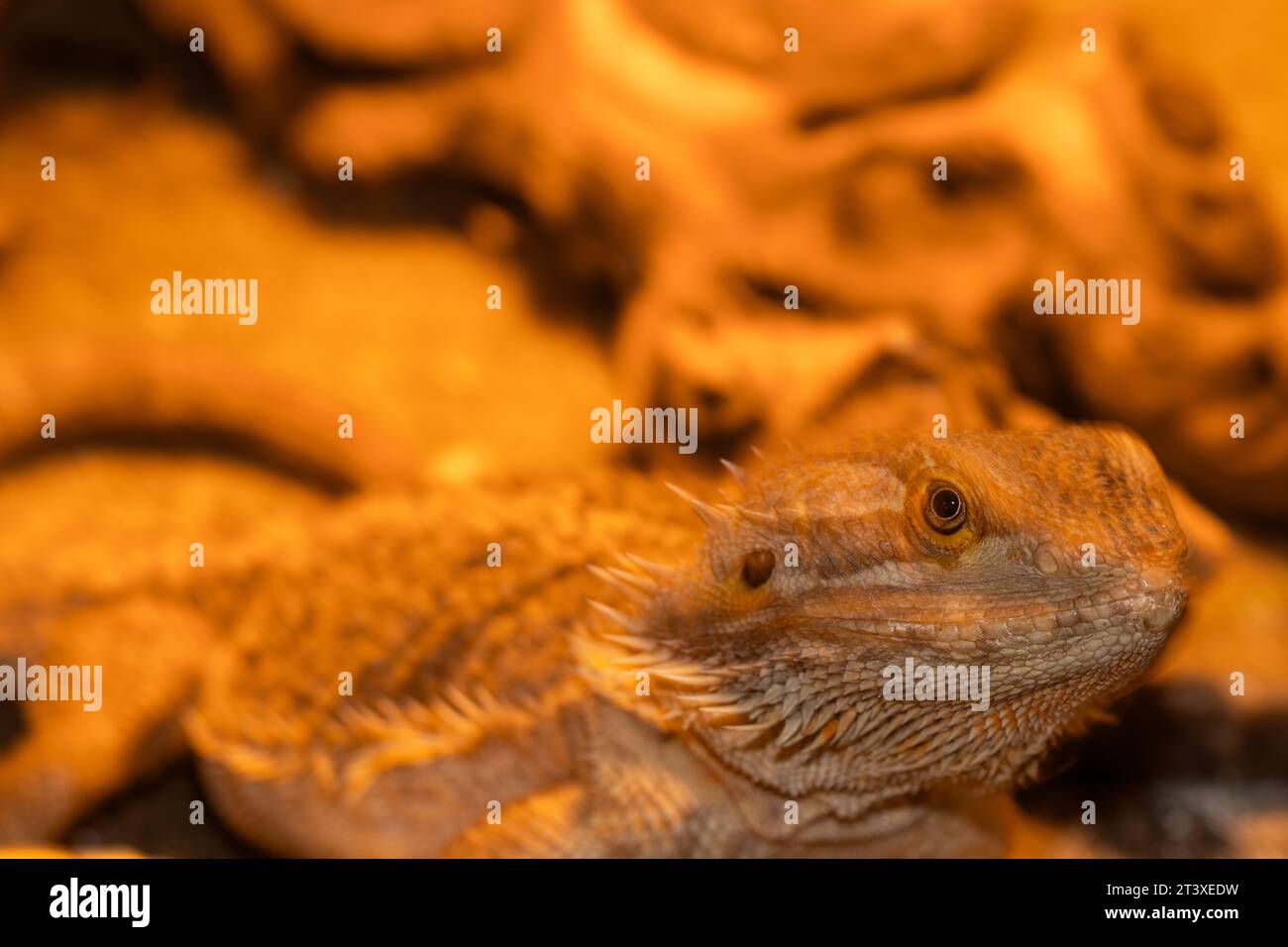 Female breaded dragon under heat lamp in cage . High quality photo ...