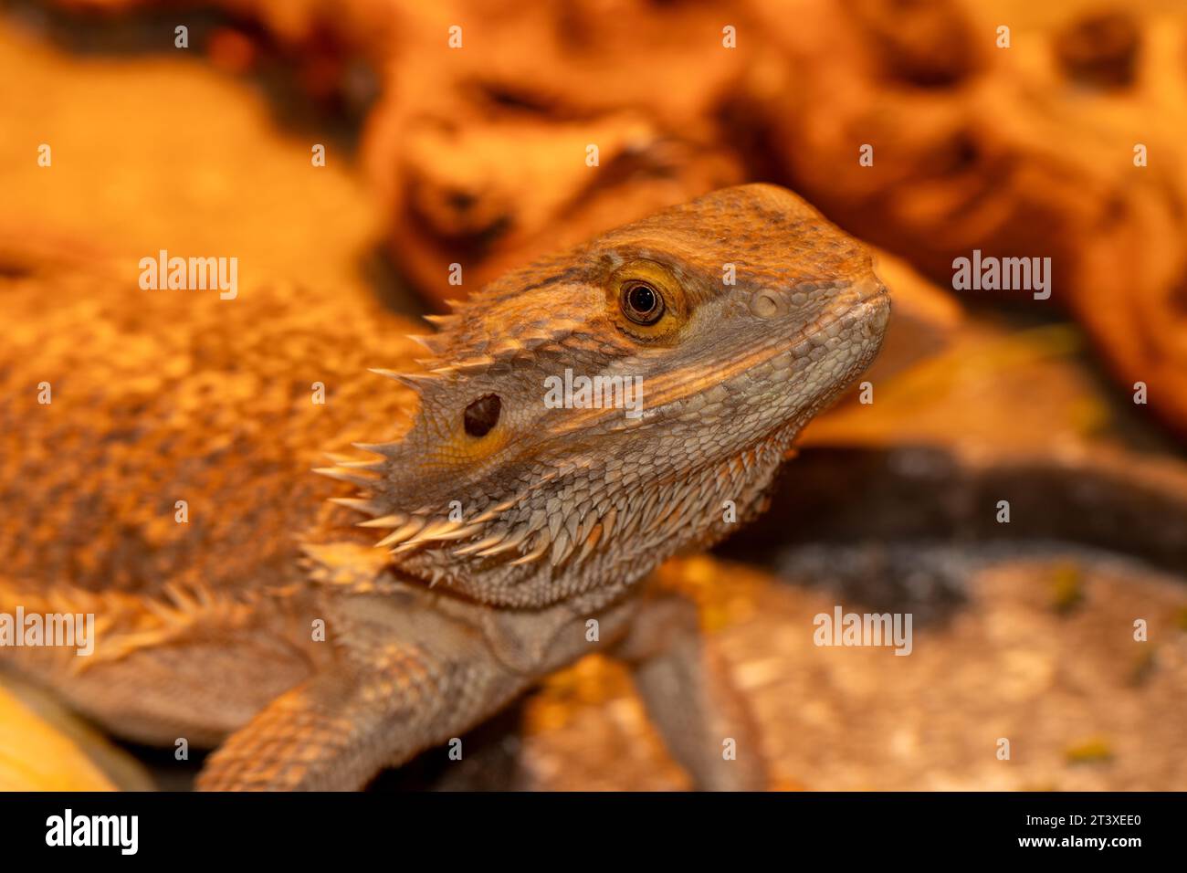 Female breaded dragon under heat lamp in cage . High quality photo ...