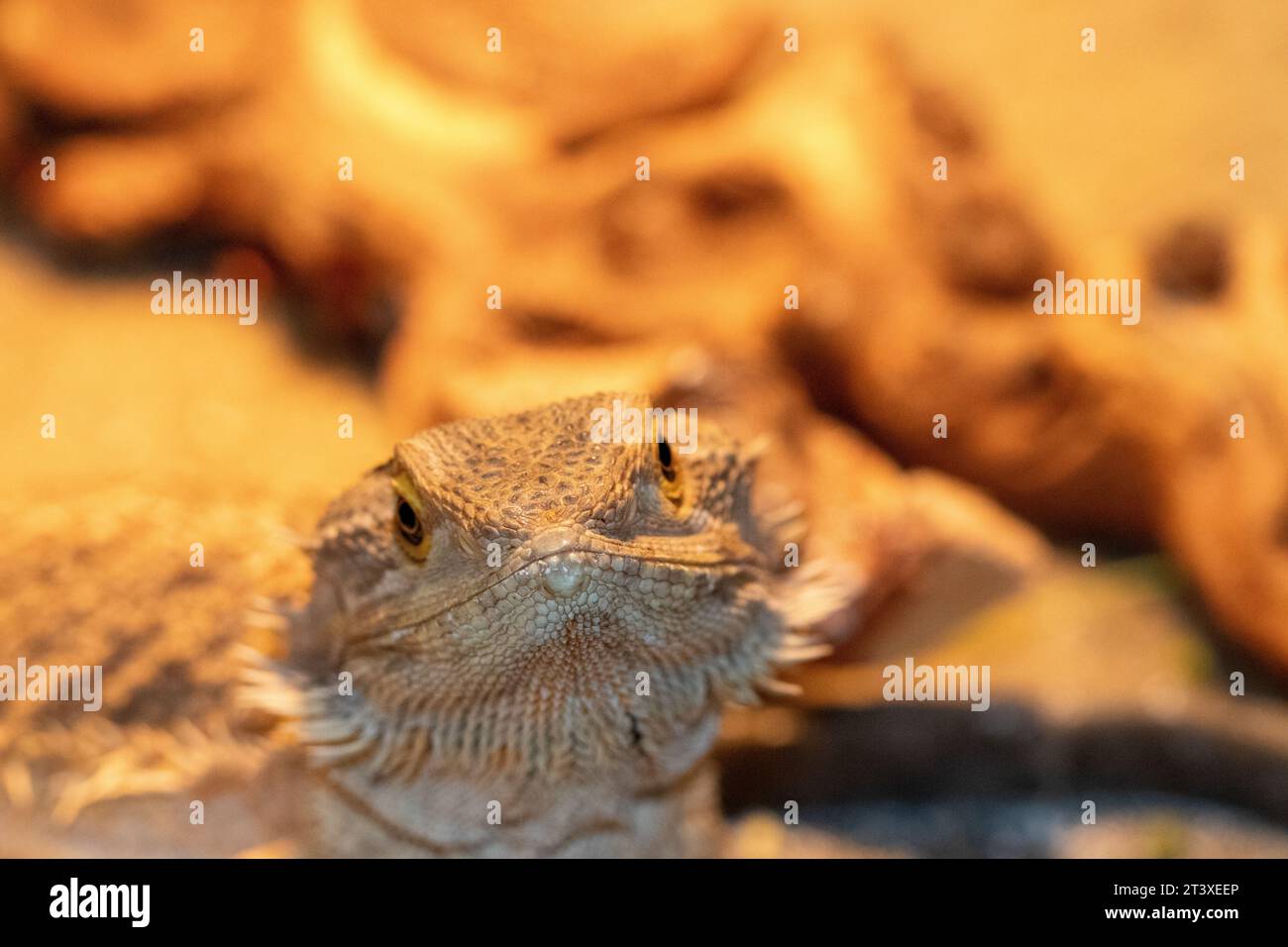 Bearded dragon scales under hi-res stock photography and images - Alamy
